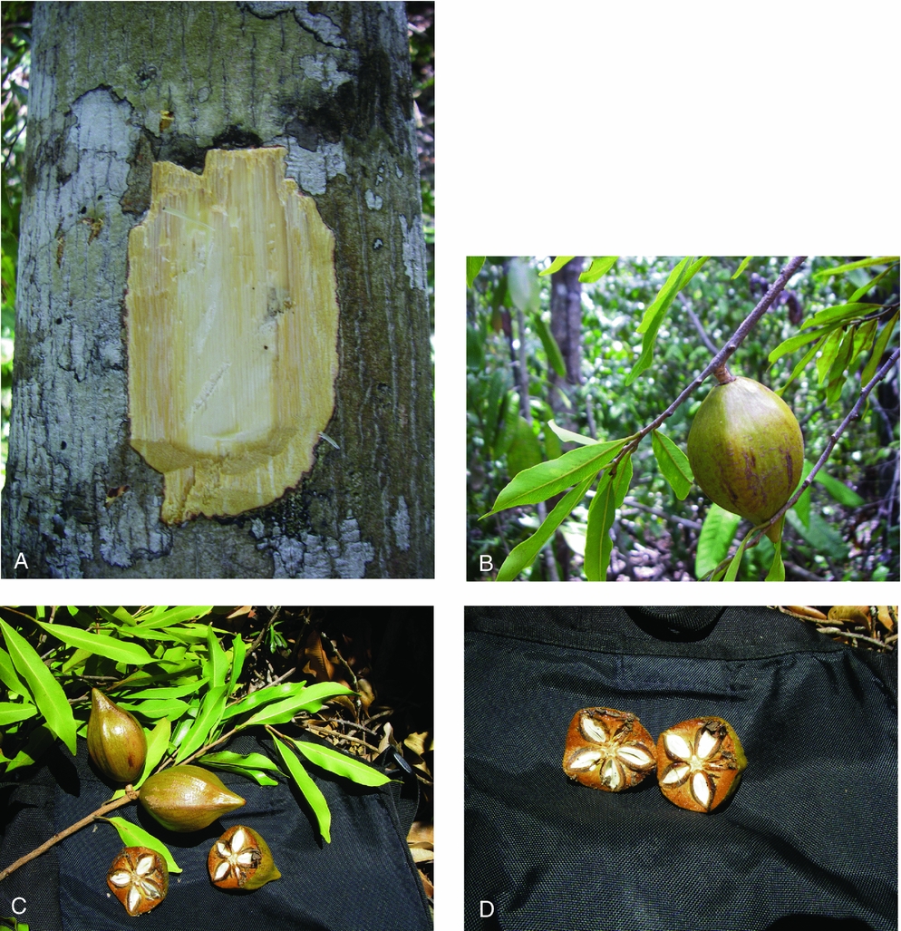 A REINSTATEMENT, RECIRCUMSCRIPTION AND REVISION OF THE GENUS DONELLA ...