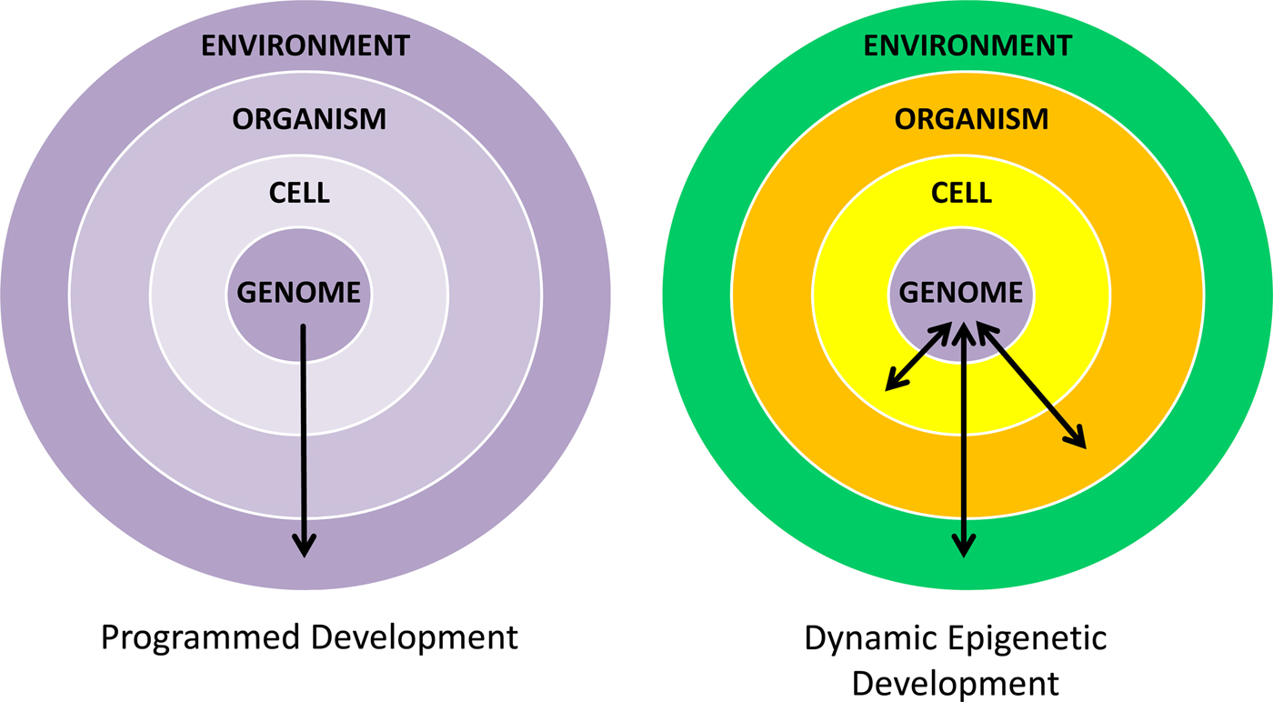 Epigenetic legacy of parental experiences: Dynamic and interactive ...