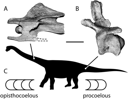 Polarity of concavo-convex intervertebral joints in the necks and tails ...