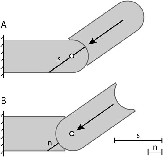 Polarity of concavo-convex intervertebral joints in the necks and tails ...