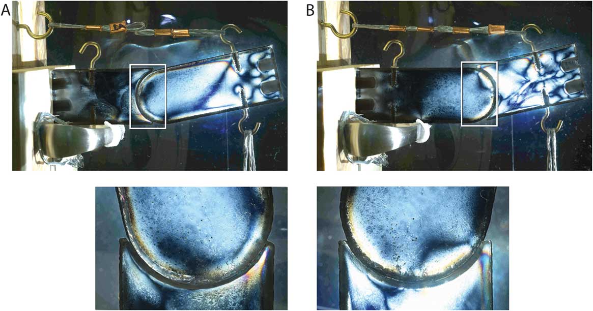 Polarity of concavo-convex intervertebral joints in the necks and tails ...