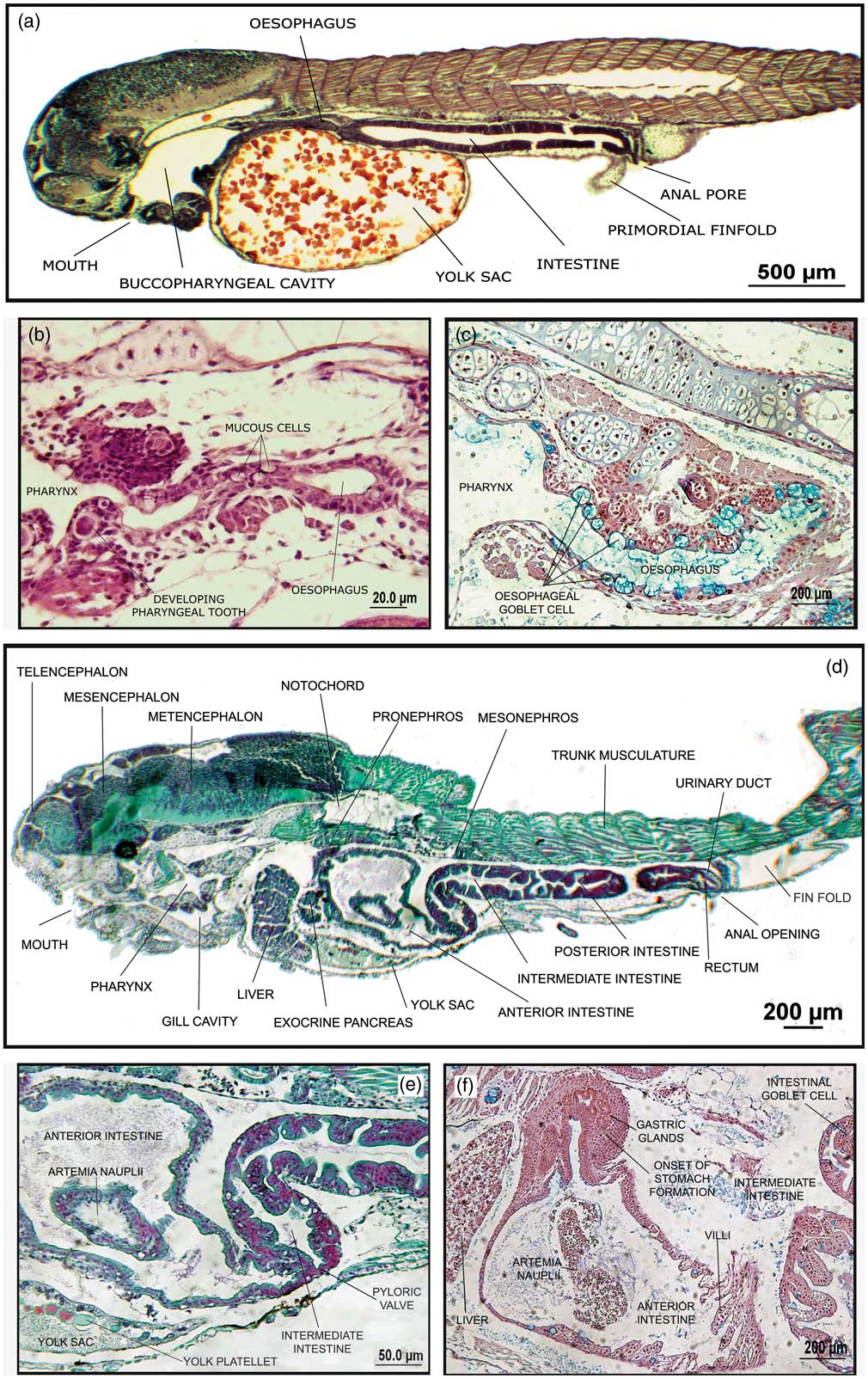 Histological development of the digestive system of the Amazonian ...