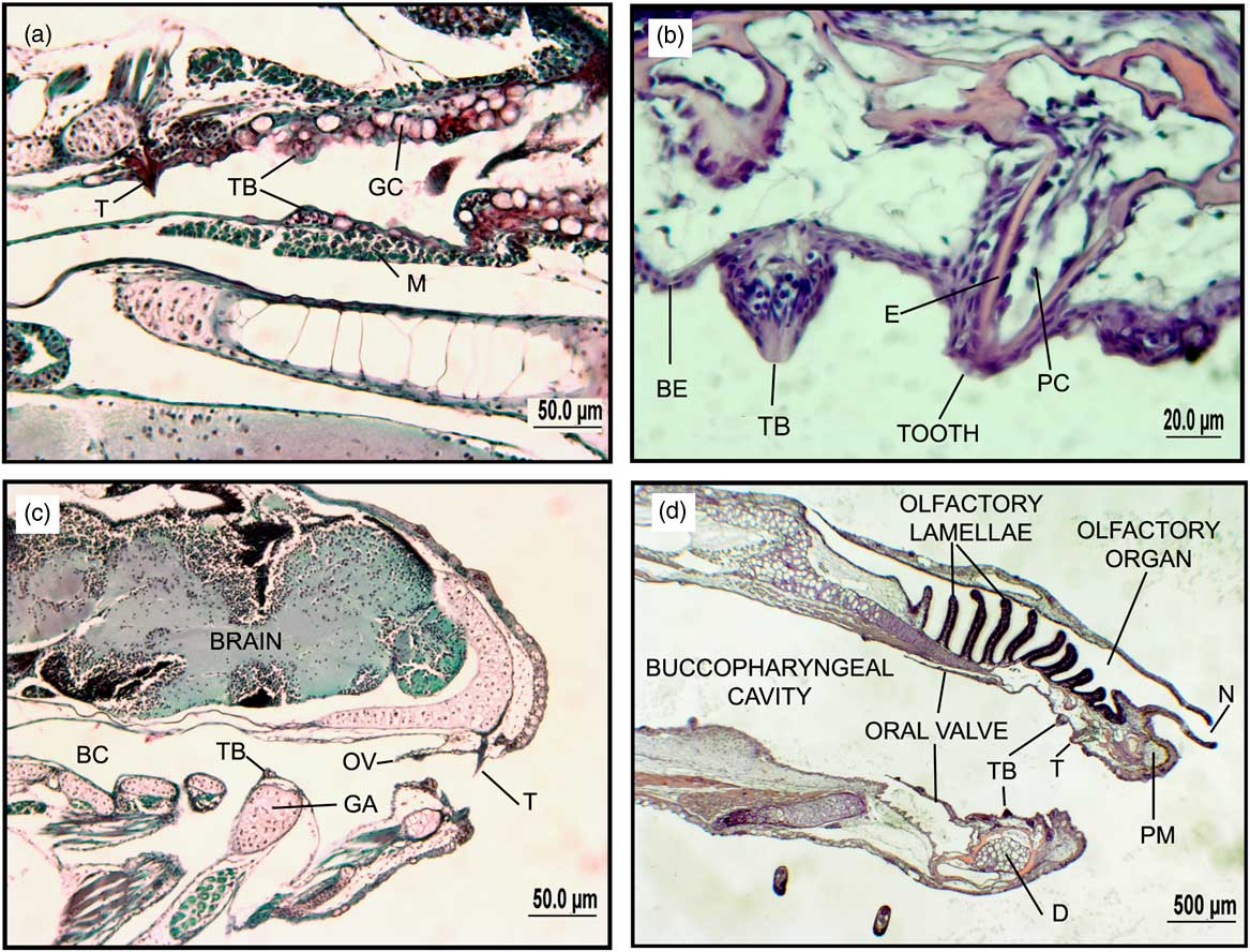 Histological development of the digestive system of the Amazonian ...