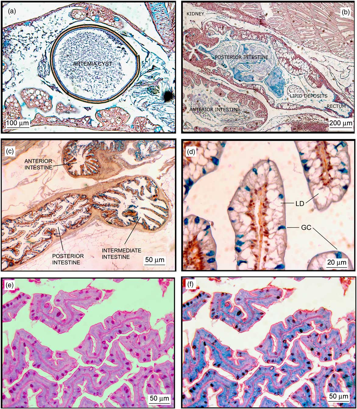 Histological development of the digestive system of the Amazonian ...