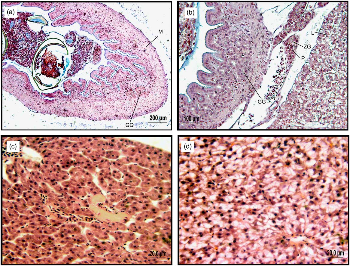 Histological development of the digestive system of the Amazonian ...