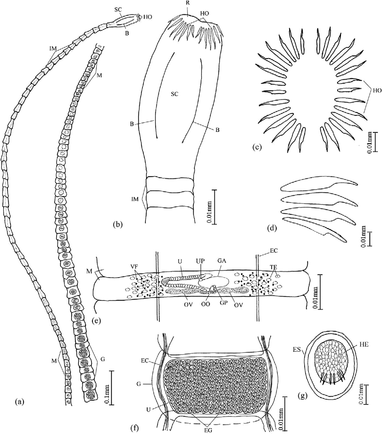 Interactions between the intestinal cestode Polyonchobothrium clarias ...