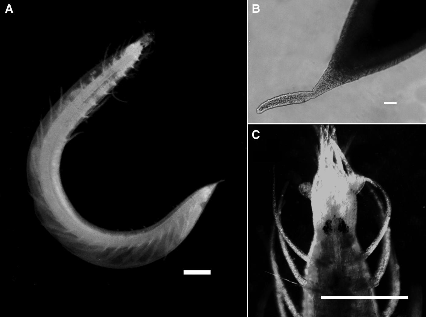 Armandia sampadae, a new species of polychaete (Opheliidae) from ...