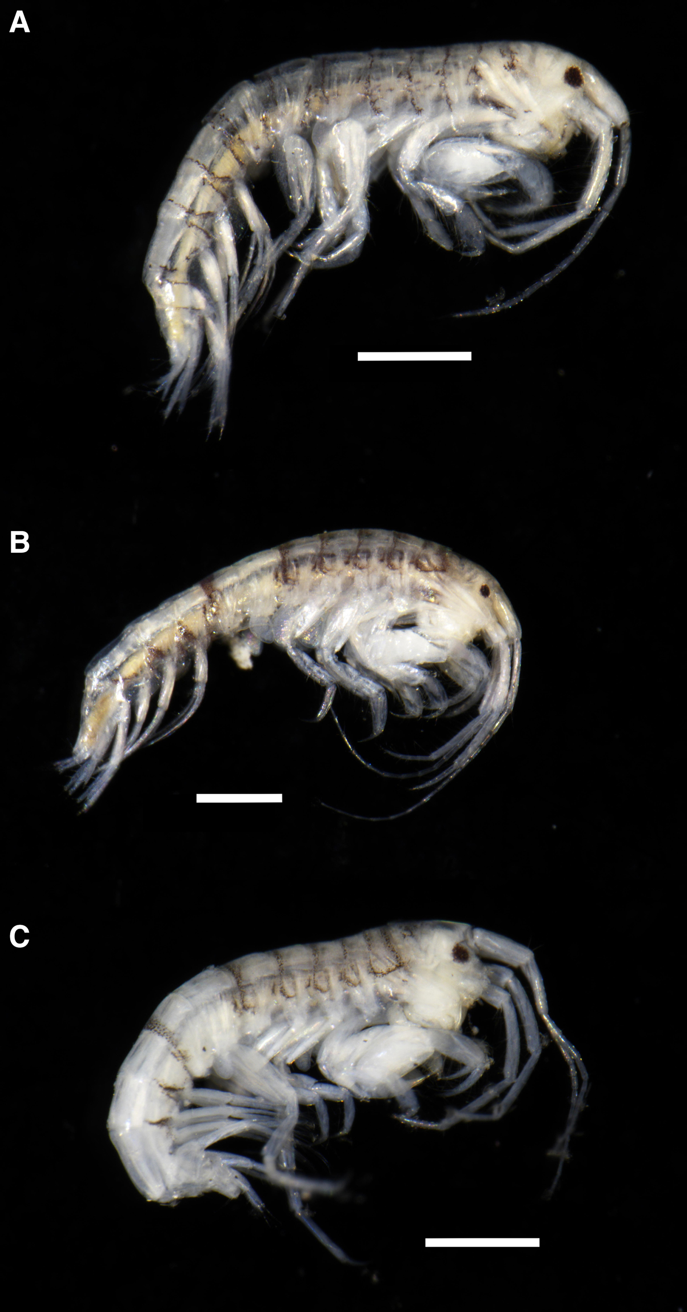 Three non-indigenous species of Aoroides (Crustacea: Amphipoda: Aoridae ...