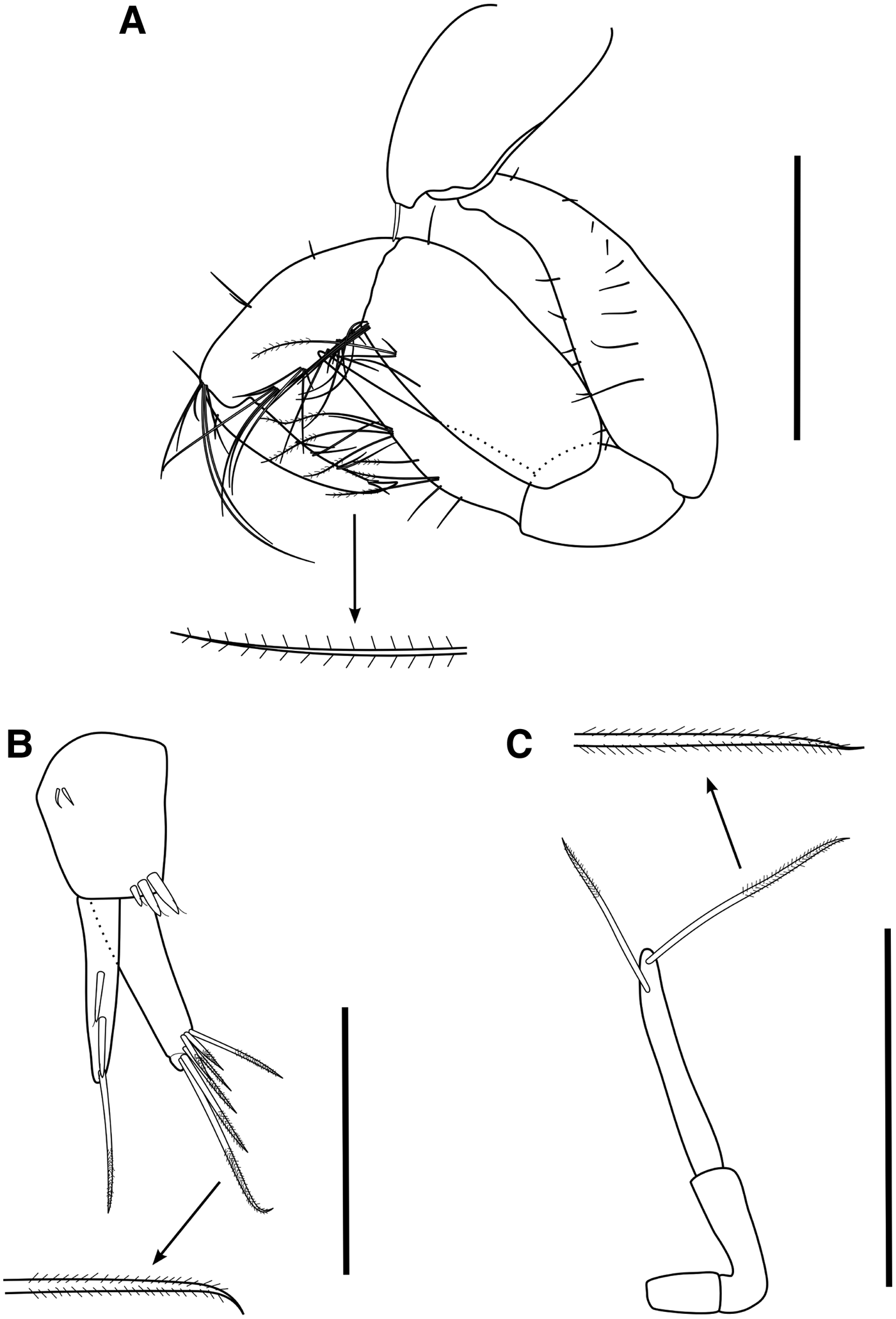 Three non-indigenous species of Aoroides (Crustacea: Amphipoda: Aoridae ...