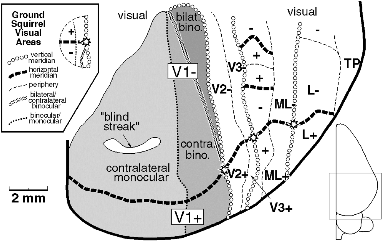 The squirrel as a rodent model of the human visual system | Visual ...