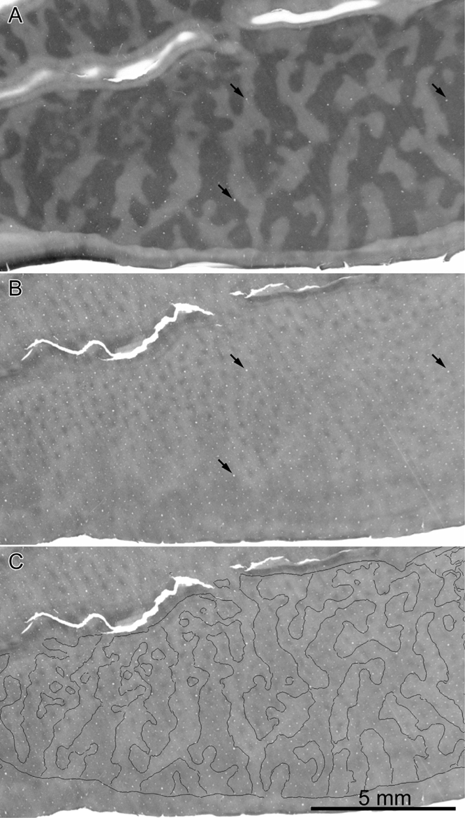 Ocular dominance columns in strabismus | Visual Neuroscience | Cambridge Core