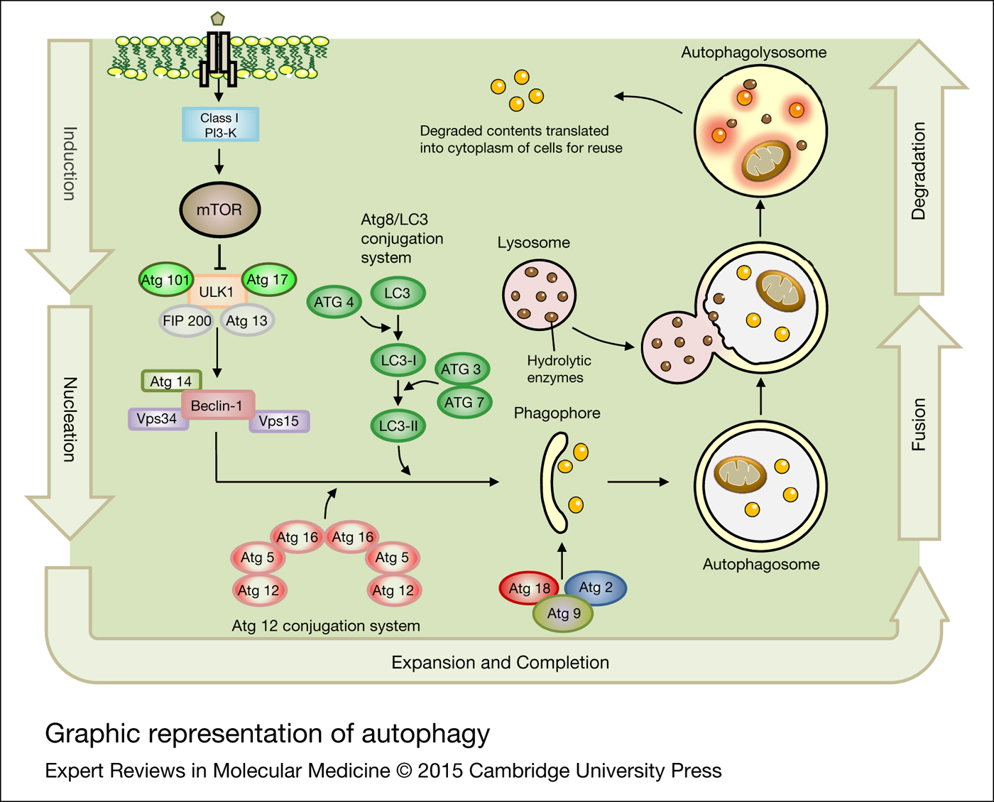 Apoptosis, autophagy and unfolded protein response pathways in ...