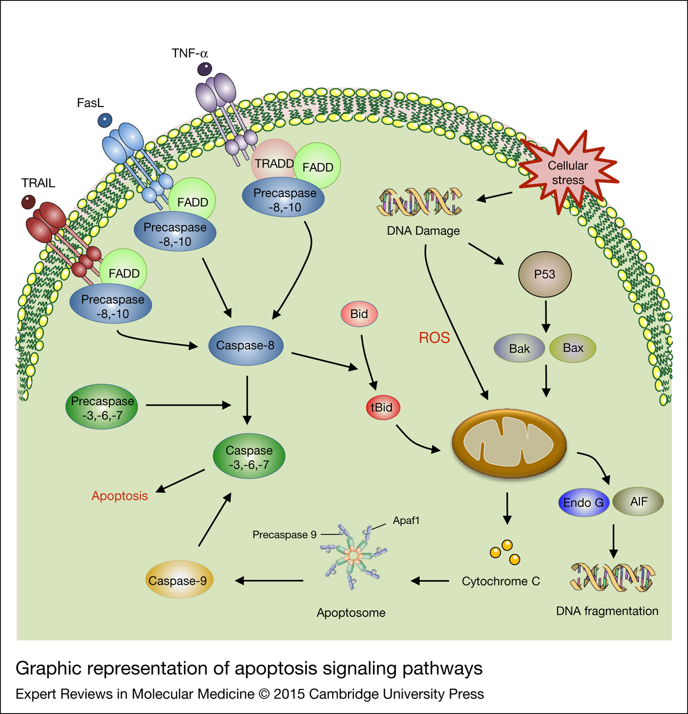 Apoptosis, autophagy and unfolded protein response pathways in ...
