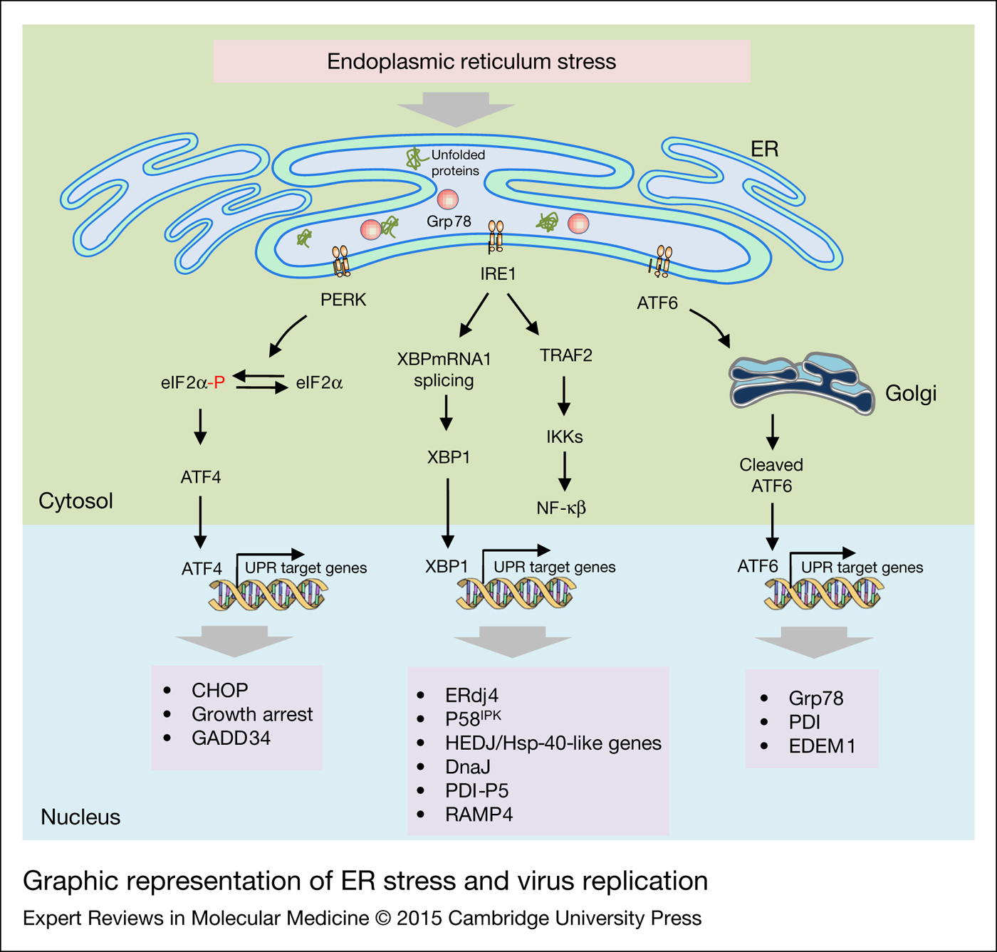 Apoptosis, autophagy and unfolded protein response pathways in ...