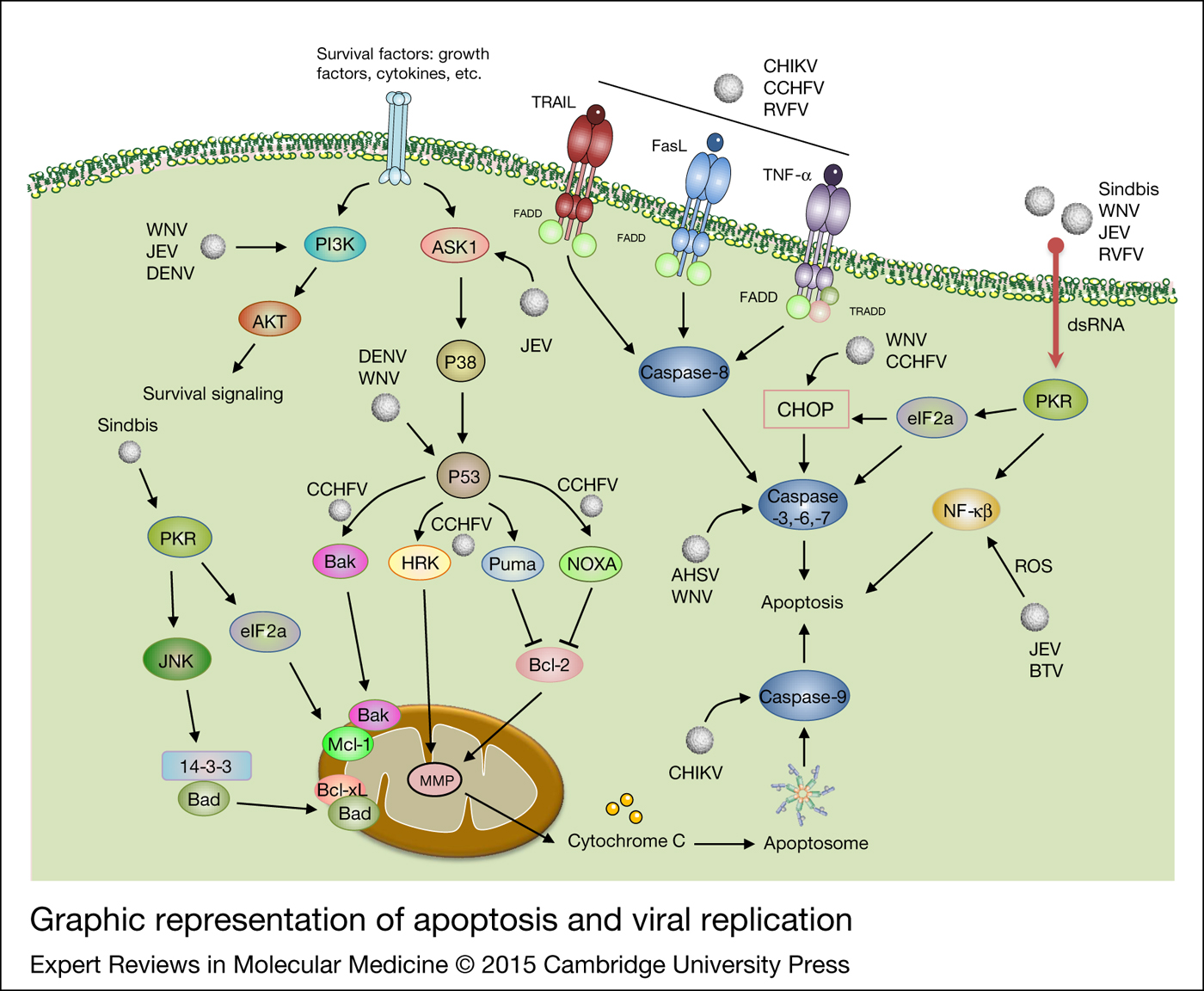 Apoptosis, autophagy and unfolded protein response pathways in ...