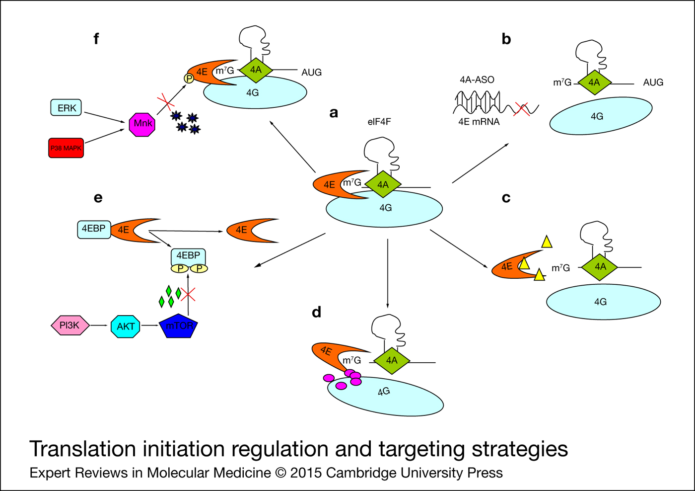 Targeting translation: eIF4E as an emerging anticancer drug target ...