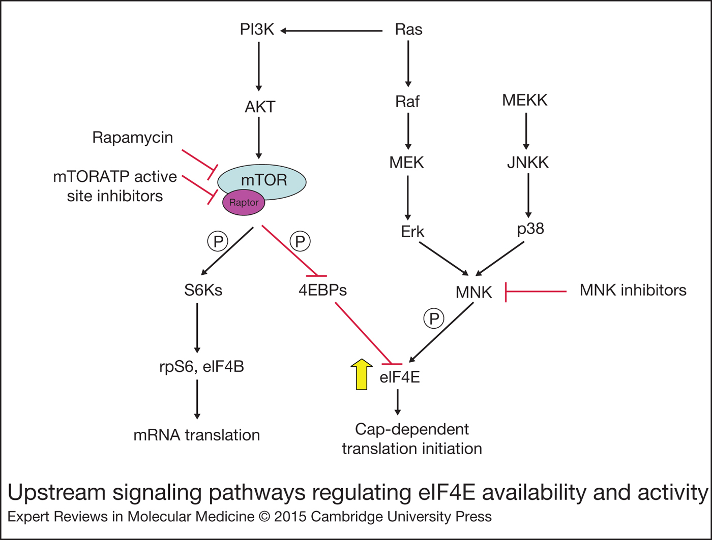 Targeting translation: eIF4E as an emerging anticancer drug target ...