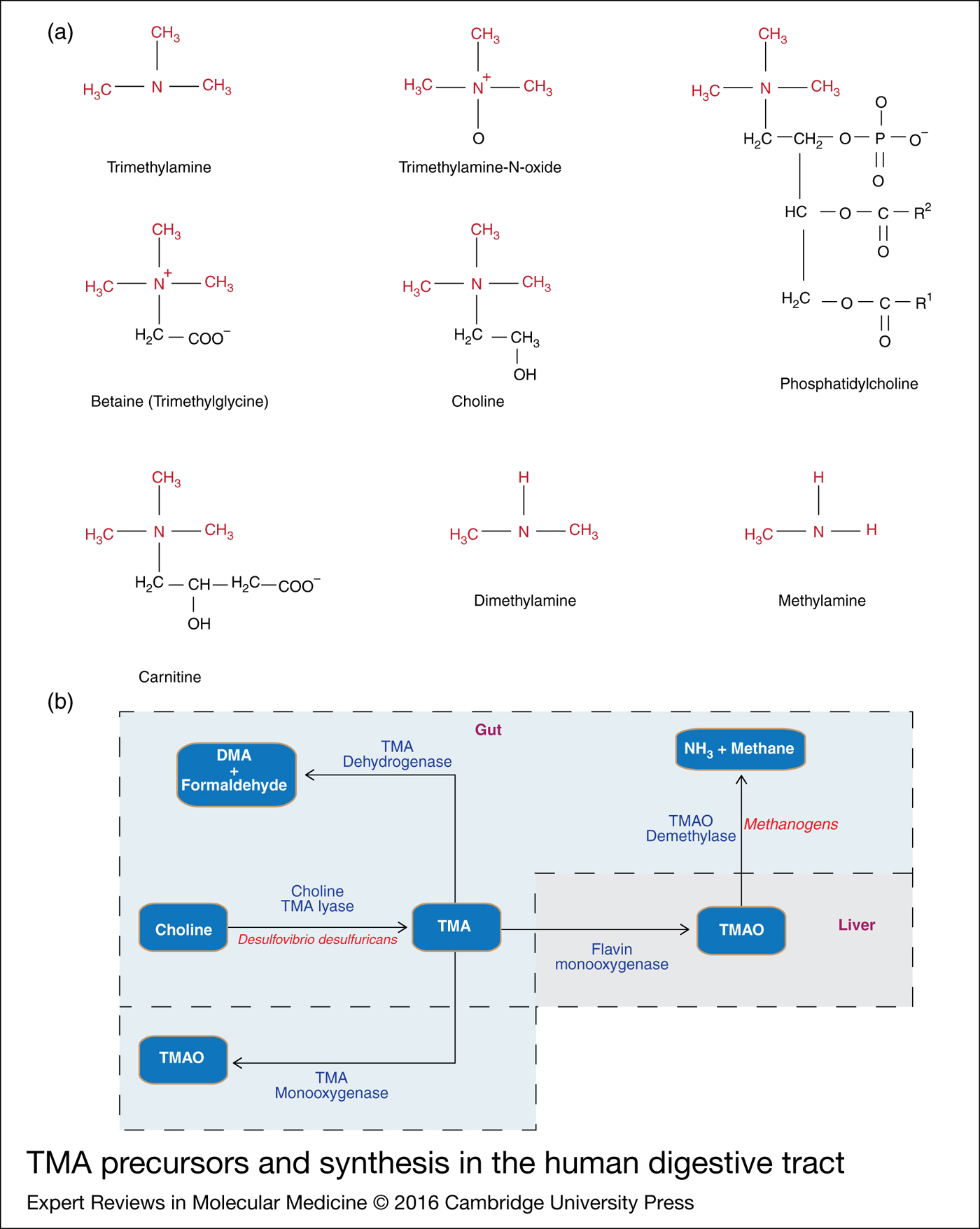 Trimethylamine Odor Threshold