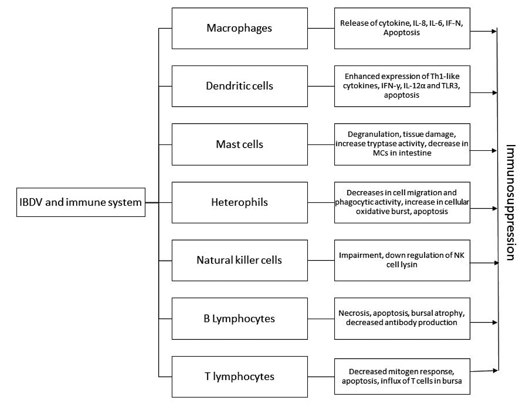 Interaction of infectious bursal disease virus with the immune system ...