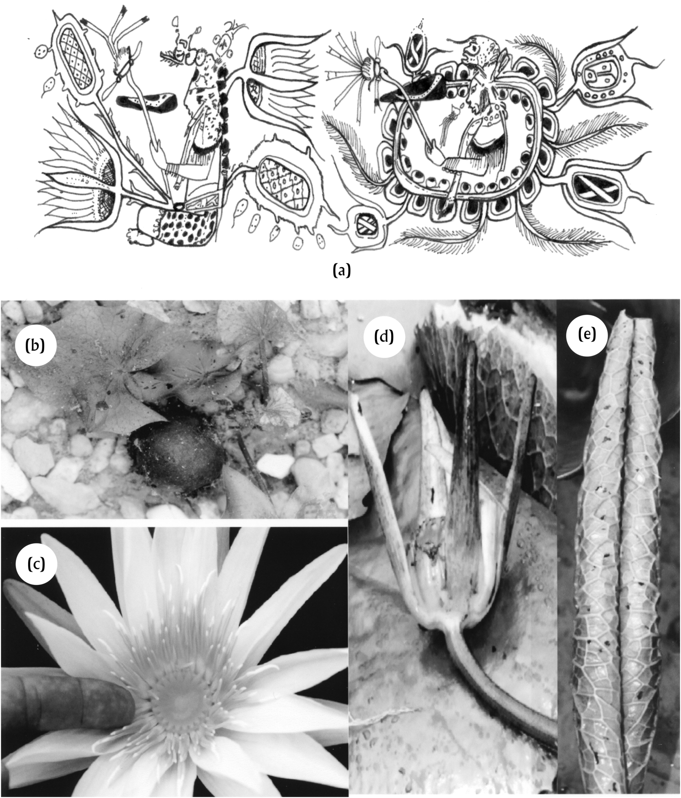 DECIPHERING THE SYMBOLS AND SYMBOLIC MEANING OF THE MAYA WORLD TREE ...