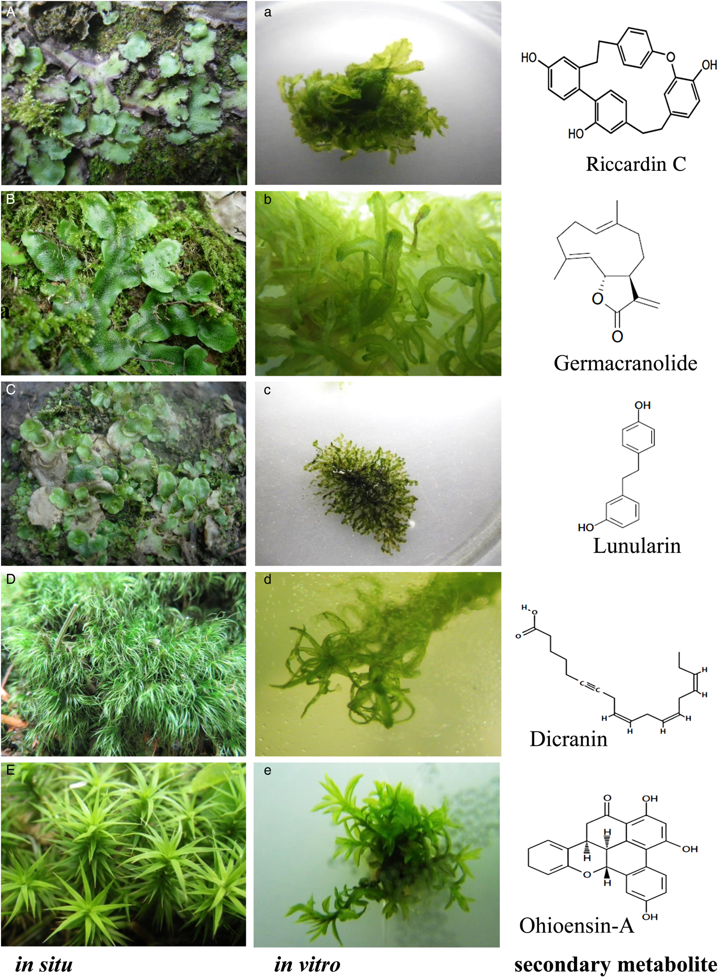 Bryophytes – an emerging source for herbal remedies and chemical ...
