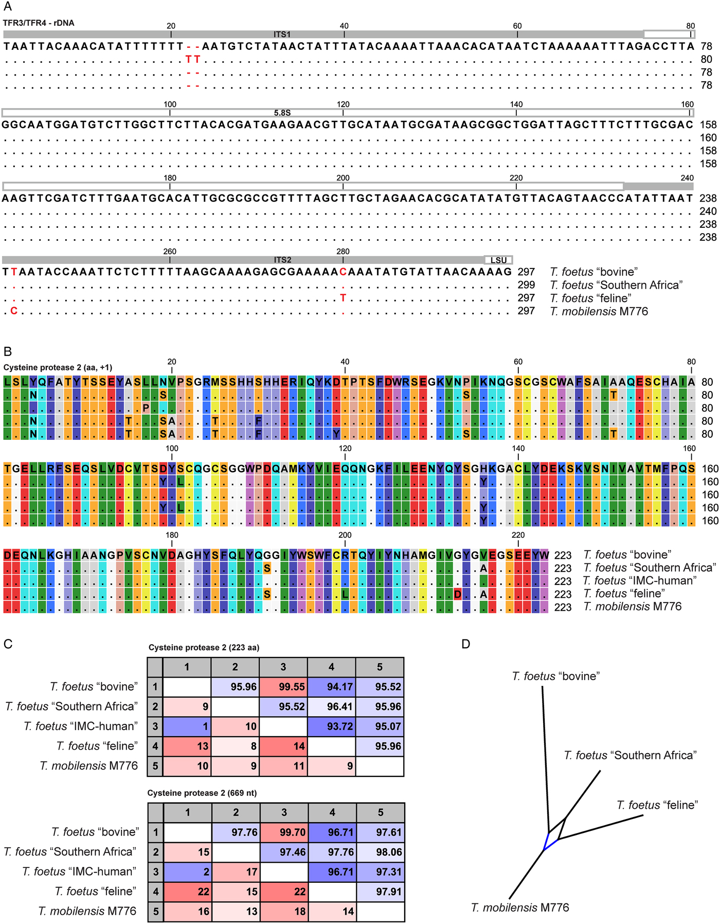 Novel genotype of Tritrichomonas foetus from cattle in Southern Africa ...