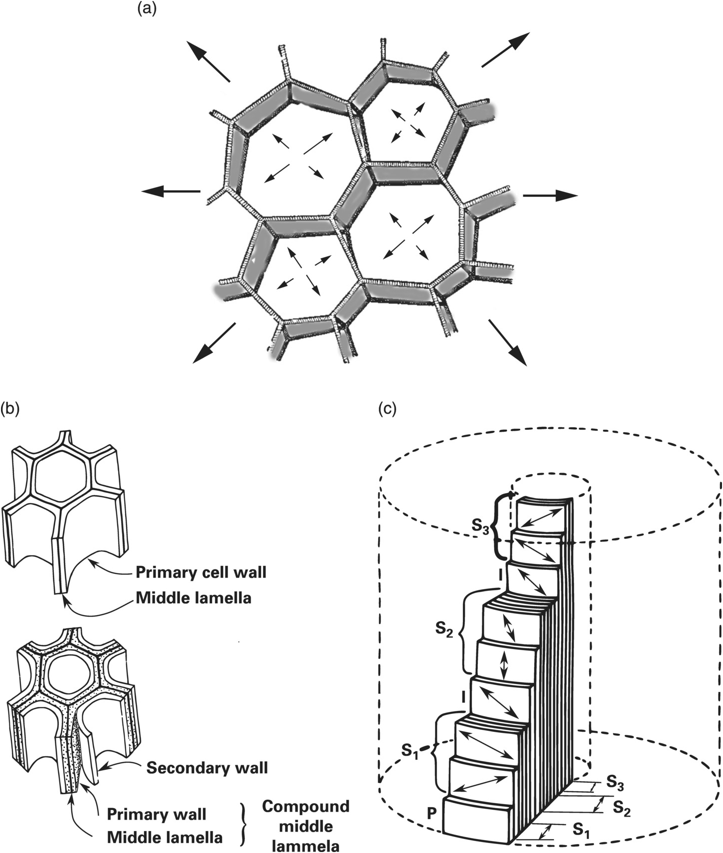 Functions Of Primary Cell Wall