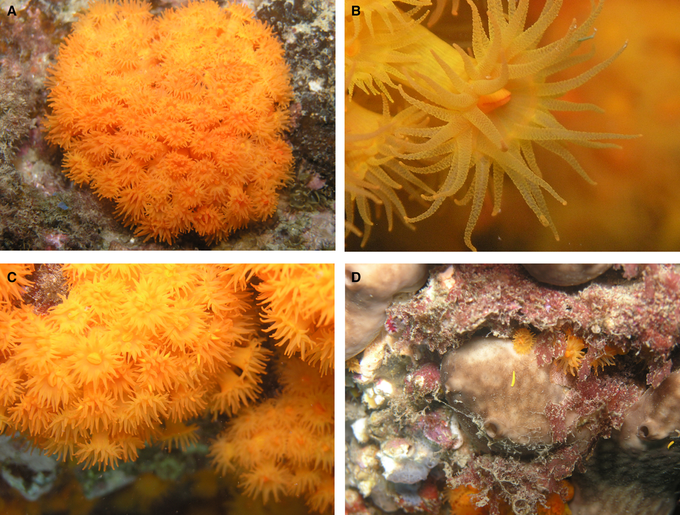 Geographic distribution of Astroides calycularis (Scleractinia ...