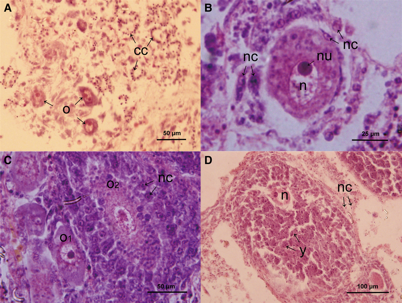 Sexual reproduction of the potentially cultivable sponge Mycale ...