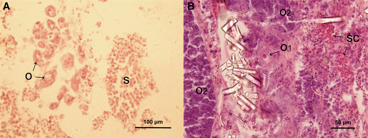 Sexual reproduction of the potentially cultivable sponge Mycale ...