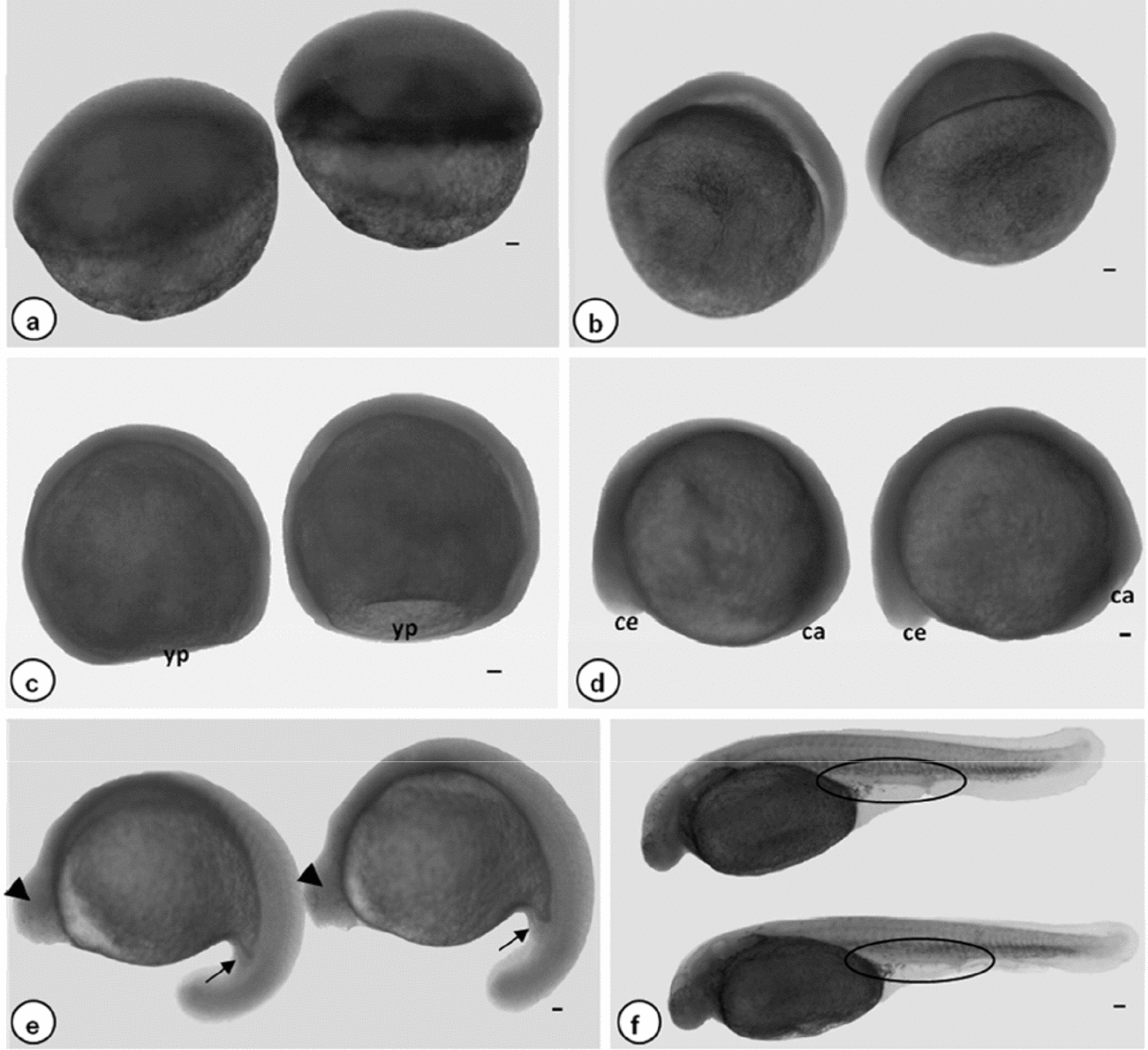 Embryonic development in Zungaro jahu | Zygote | Cambridge Core