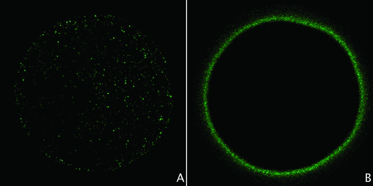 Selection of porcine oocytes in vitro through brilliant cresyl blue ...