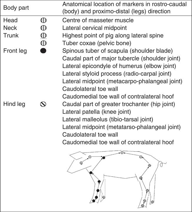 Longitudinal gait development and variability of growing pigs reared on ...