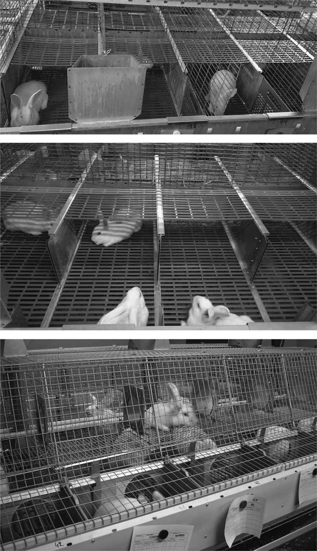 Effects of semi-group housing and floor type on pododermatitis, spinal ...