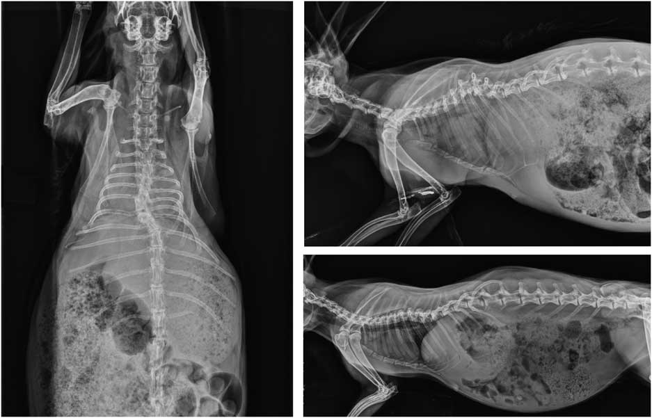 Effects of semi-group housing and floor type on pododermatitis, spinal ...