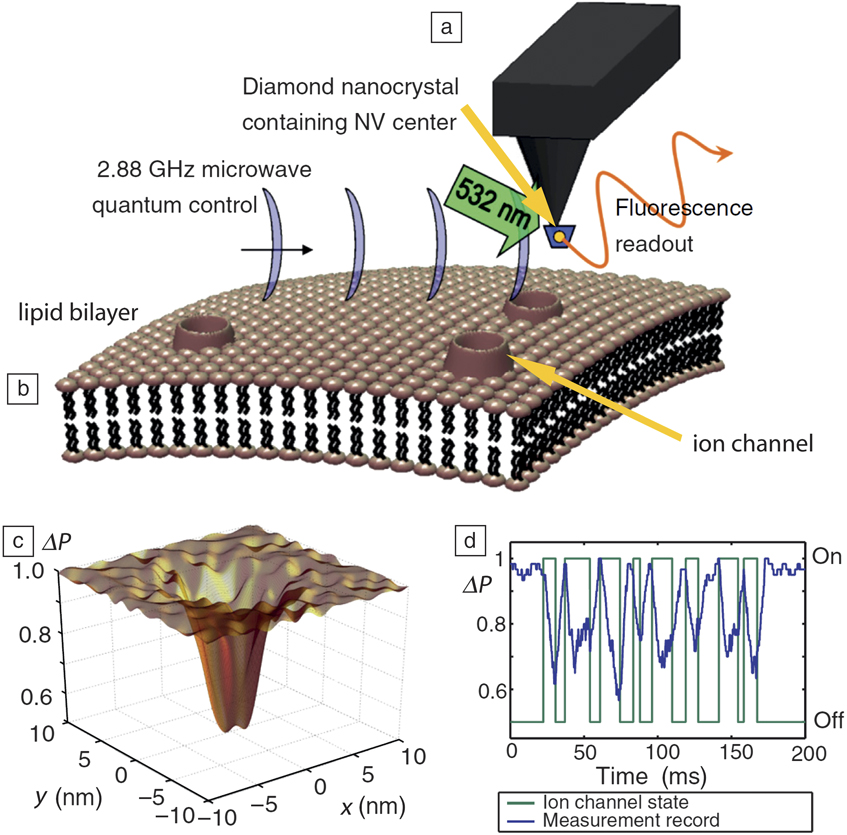 Nanoscale sensing and imaging in biology using the nitrogen-vacancy ...
