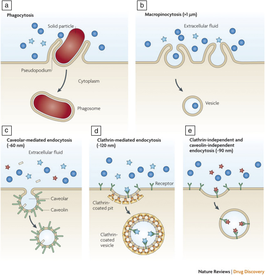 Understanding nano-bio interactions to improve nanocarriers for drug ...