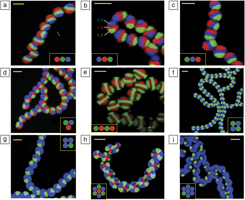 Recent progress with multicompartmental nanoparticles | MRS Bulletin ...