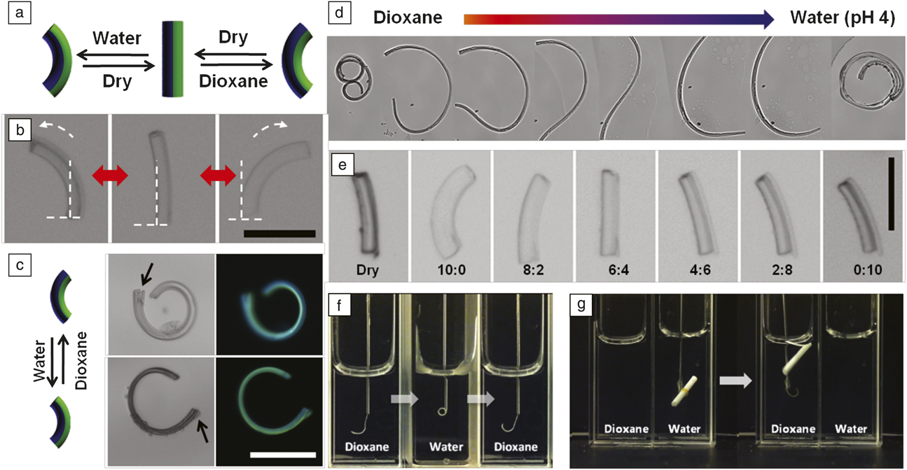 Recent progress with multicompartmental nanoparticles | MRS Bulletin ...