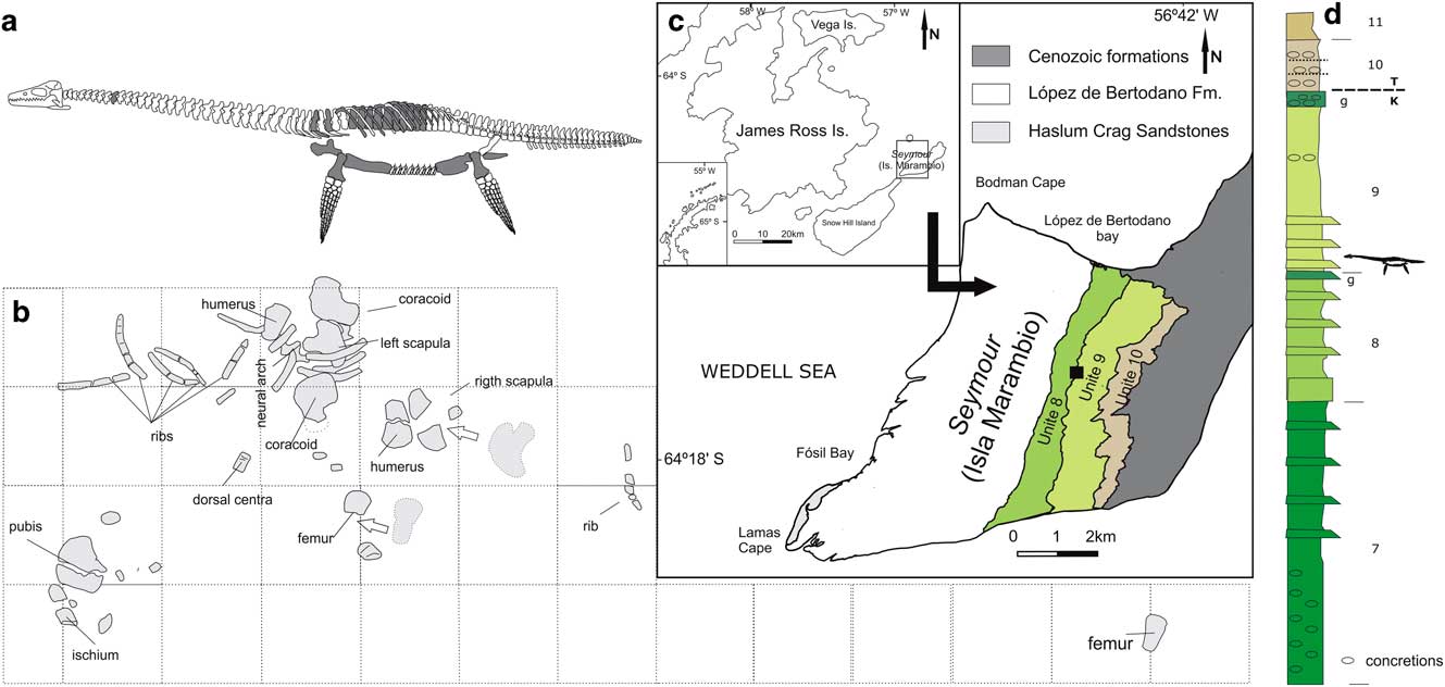 Osteology of a perinatal aristonectine (Plesiosauria; Elasmosauridae ...