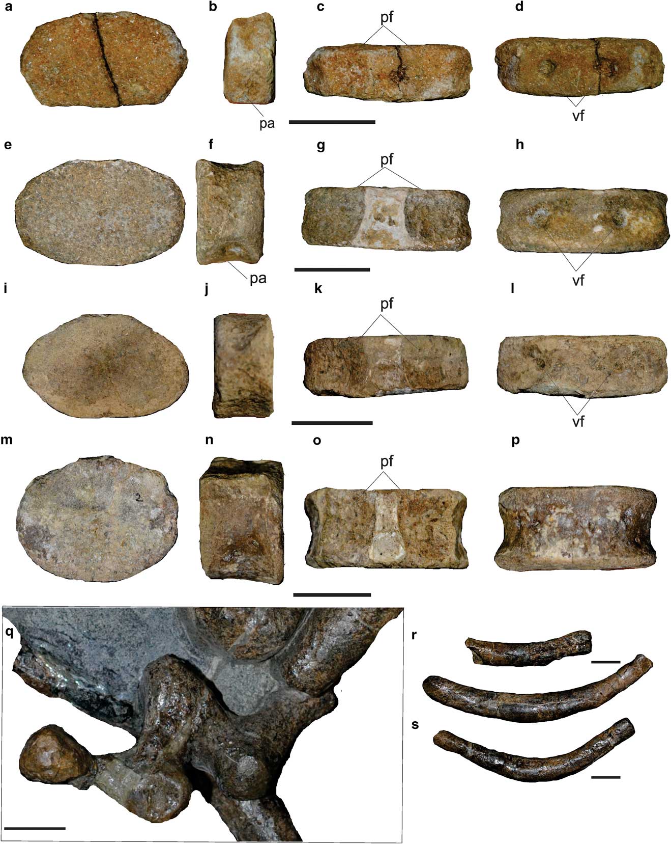 Osteology of a perinatal aristonectine (Plesiosauria; Elasmosauridae ...