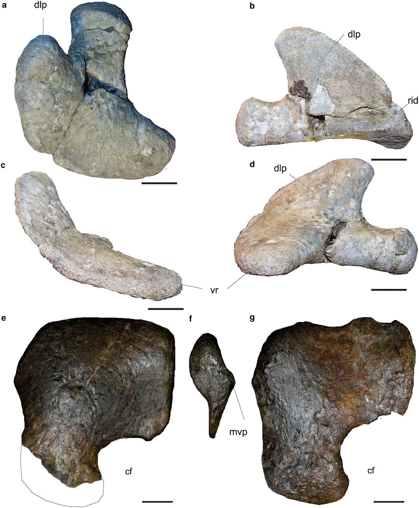 Osteology of a perinatal aristonectine (Plesiosauria; Elasmosauridae ...