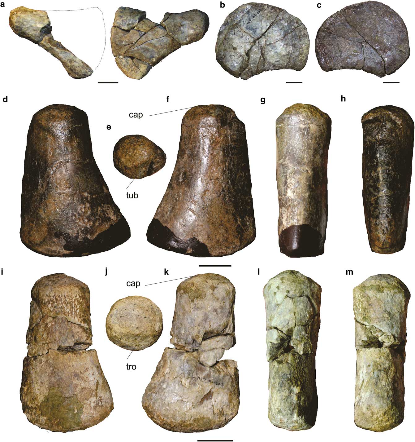 Osteology of a perinatal aristonectine (Plesiosauria; Elasmosauridae ...