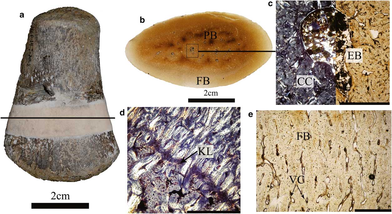 Osteology of a perinatal aristonectine (Plesiosauria; Elasmosauridae ...