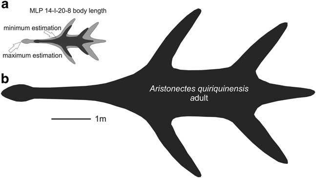 Osteology of a perinatal aristonectine (Plesiosauria; Elasmosauridae ...