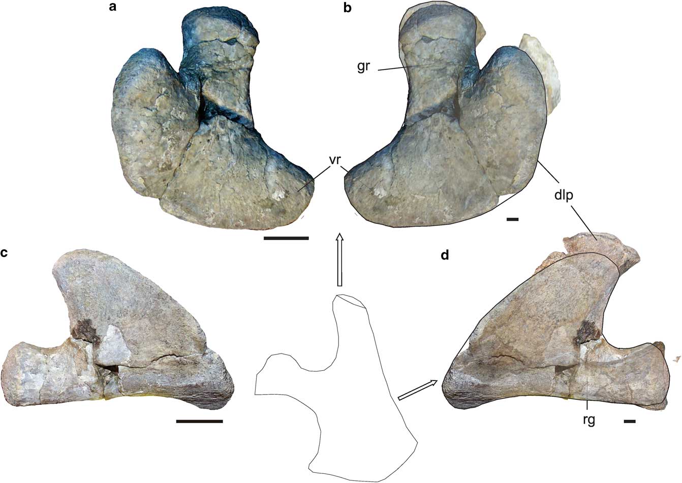 Osteology of a perinatal aristonectine (Plesiosauria; Elasmosauridae ...