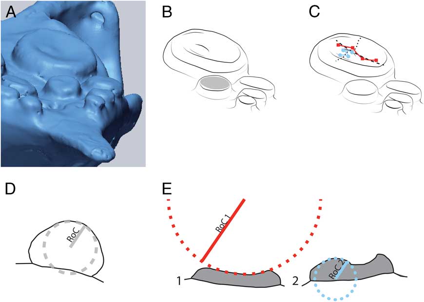 Tooth occlusal morphology in the durophagous marine reptiles ...