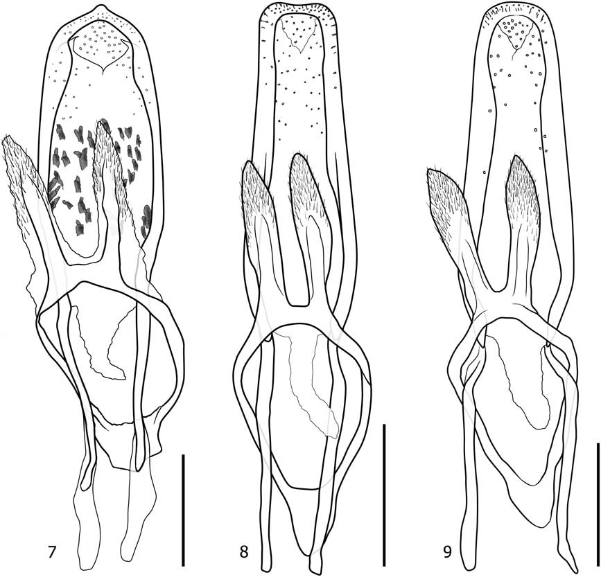 Orchid weevils (Coleoptera: Curculionidae) in Canada | The Canadian ...