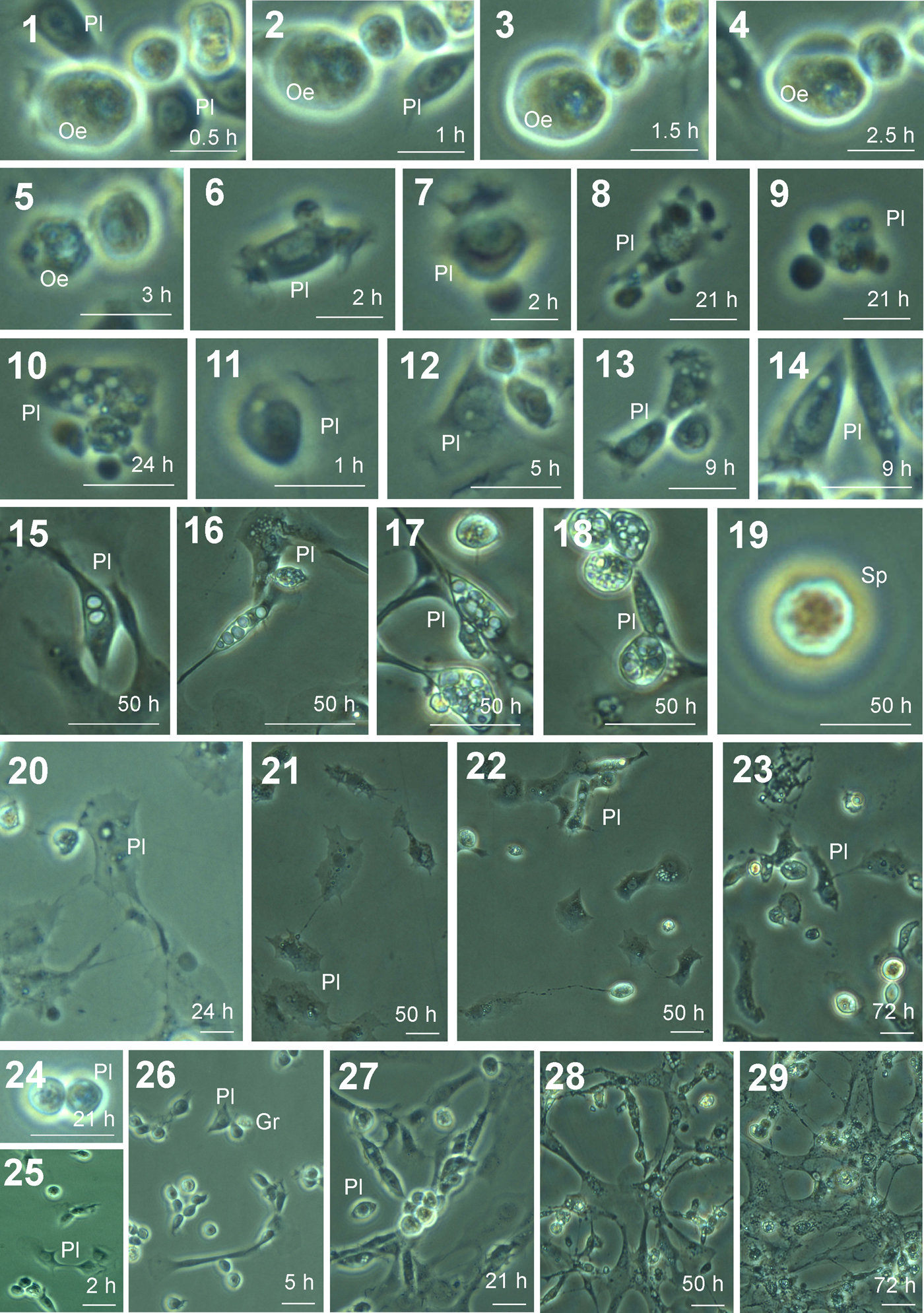 Coronatin-2 from the entomopathogenic fungus Conidiobolus coronatus ...