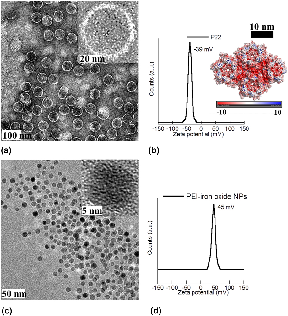 Self-assembly of P22 protein cages with polyamidoamine dendrimer and ...